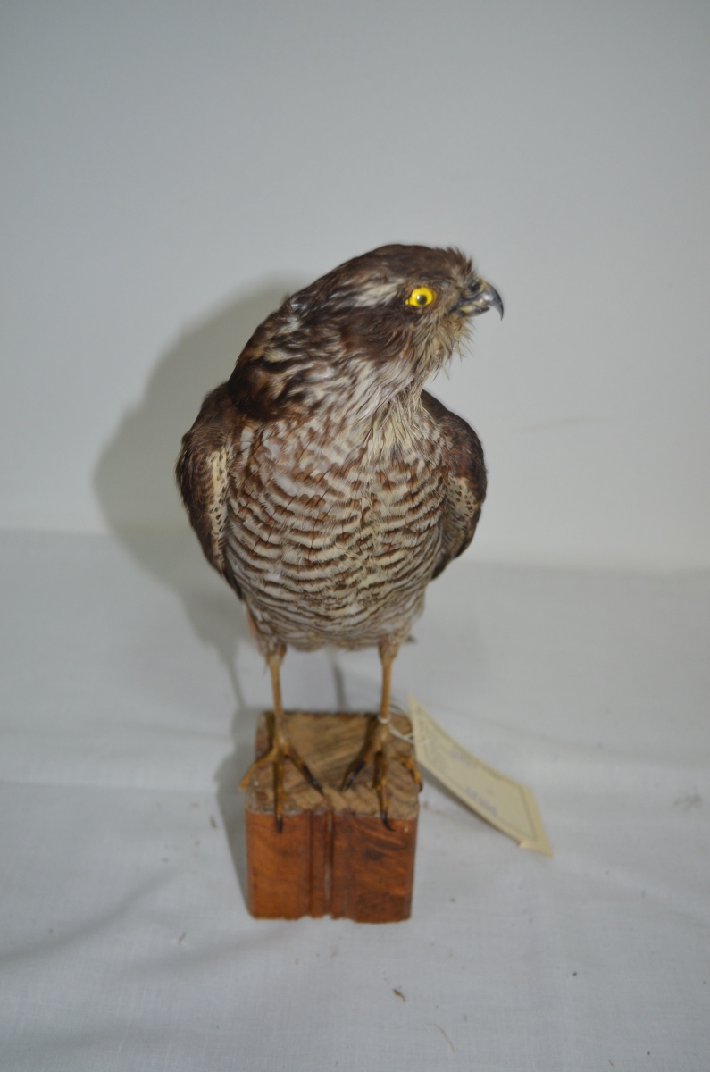 uliu păsărar. Accipiter nisus nisus (Linnaeus, 1758) - INP, Bunuri ...