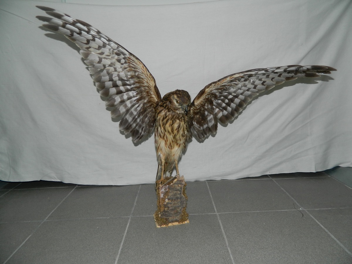 erete vânăt. Circus cyaneus cyaneus (Linnaeus, 1766) - INP, Bunuri ...