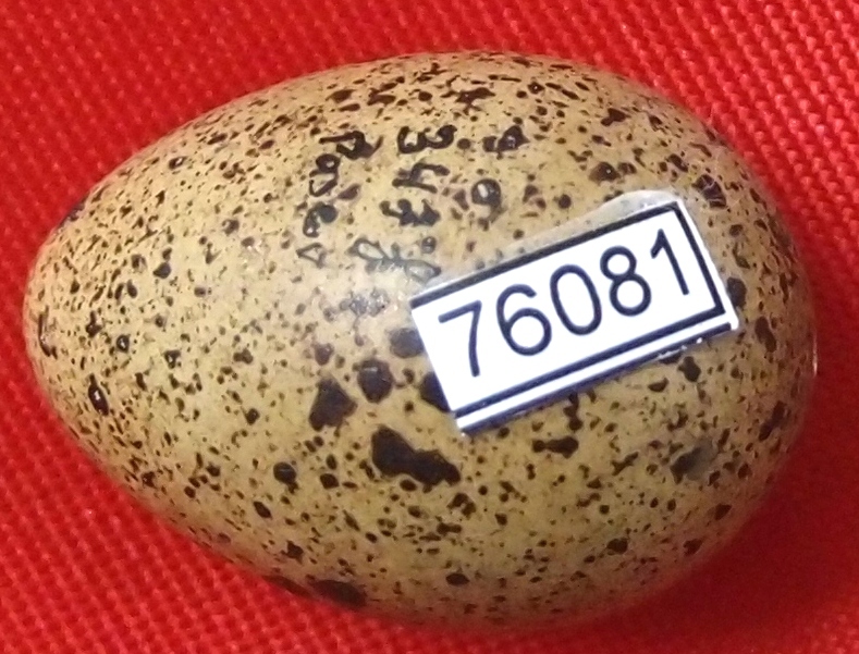 prepeliță; pitpalac; parpalac; pitpediche; teptălac. Coturnix coturnix ...