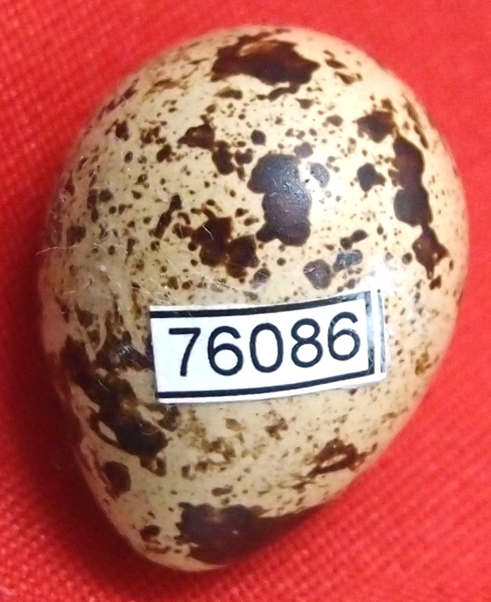 prepeliță; pitpalac; parpalac; pitpediche; teptălac. Coturnix coturnix ...