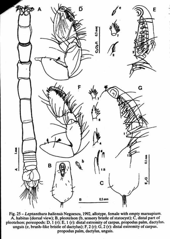 leptanthura baliensis - INP, Bunuri culturale mobile clasate în ...